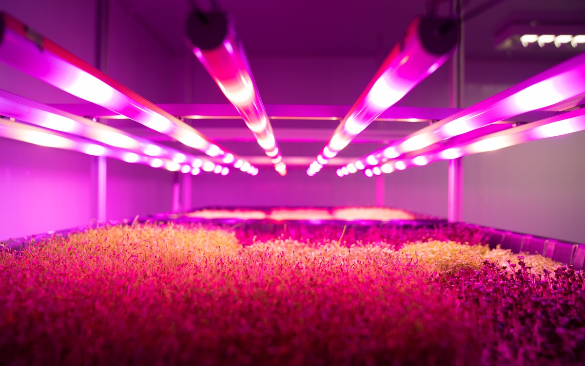 A fazenda rosa cresceu: Pink Farms atrai a SLC para multiplicar produção